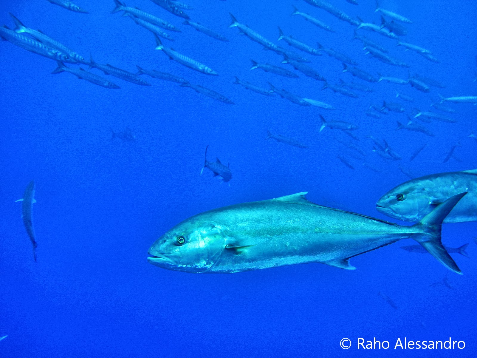 Necton e Plancton: Pesci: Ricciola