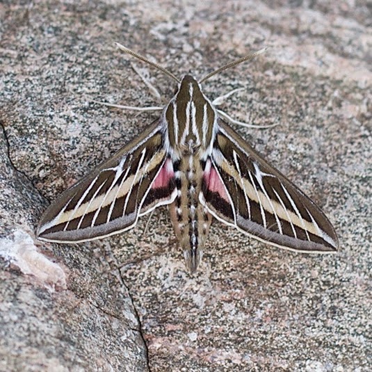 Moths of North Central New Mexico