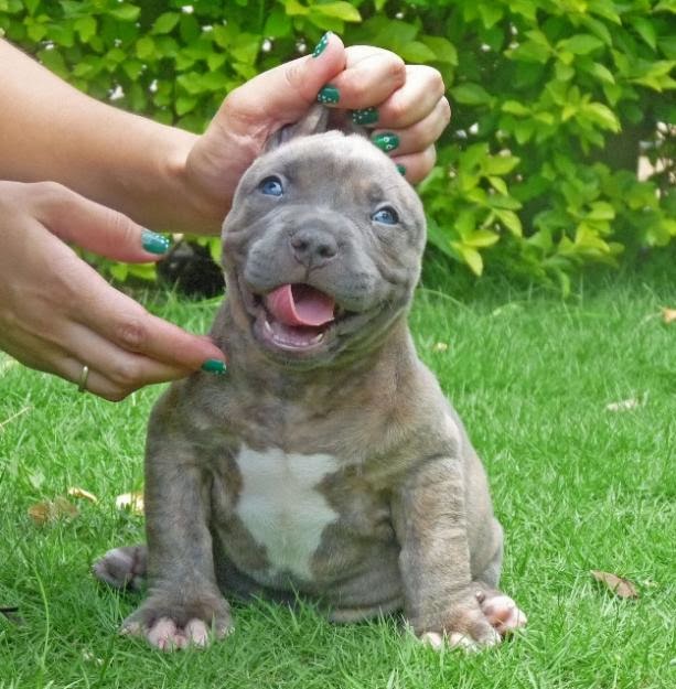 Cria y Seleccion del American Bully: Sobre que precio esta un American ...