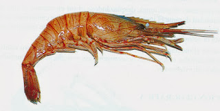 Diferencia entre Camarones y Langostinos