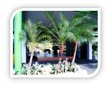 Bari Flora's: POHON PALEM (PALM)