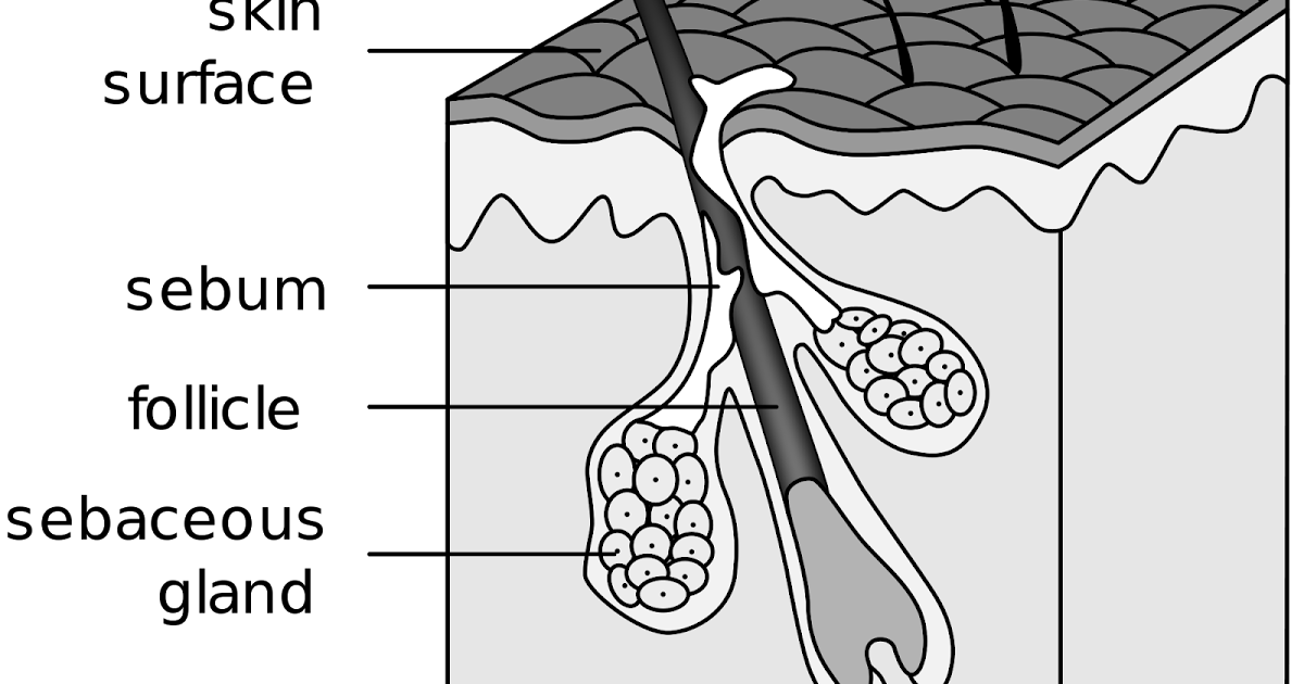 Apakah Fungsi serta Struktur Folikel Rambut? - Nieloo