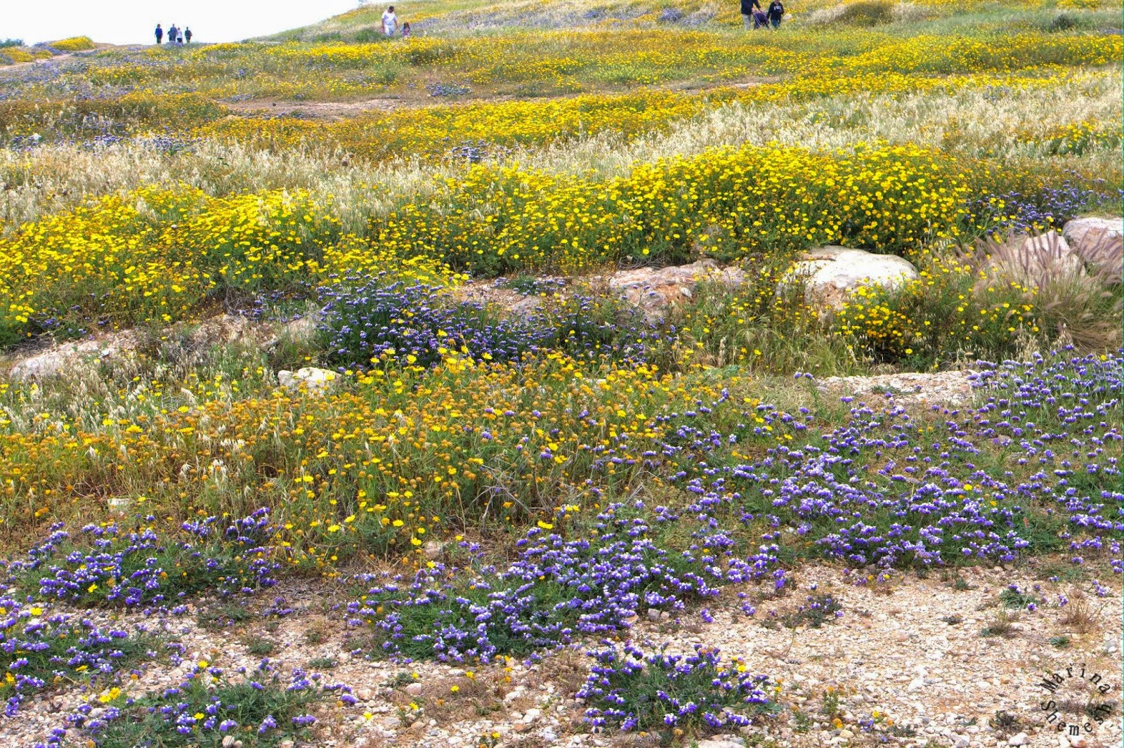 Ten tips for photographing wild flowers in Israel
