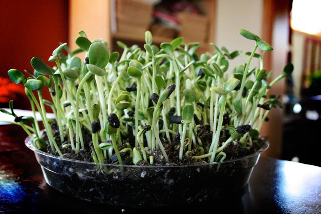 Mom in Madison: sunflower shoots.