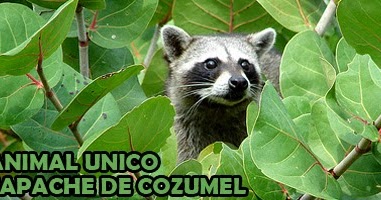 Mapache de Cozumel: Reproducción