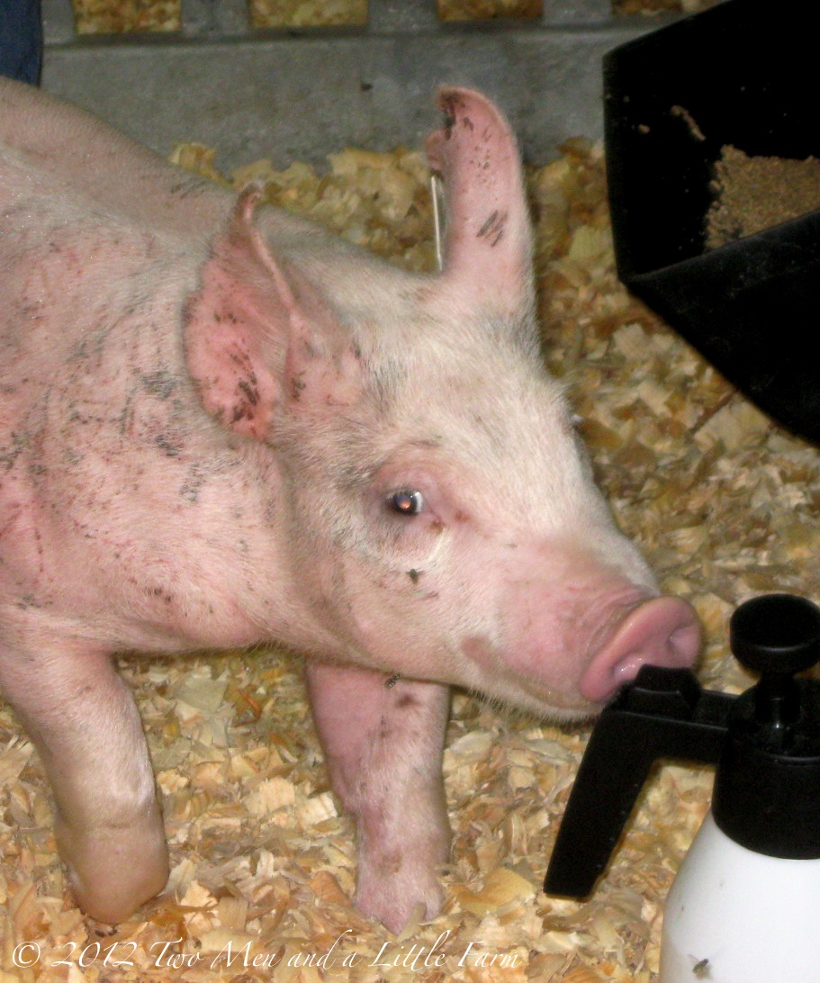 Two Men and a Little Farm: PIG MONDAY