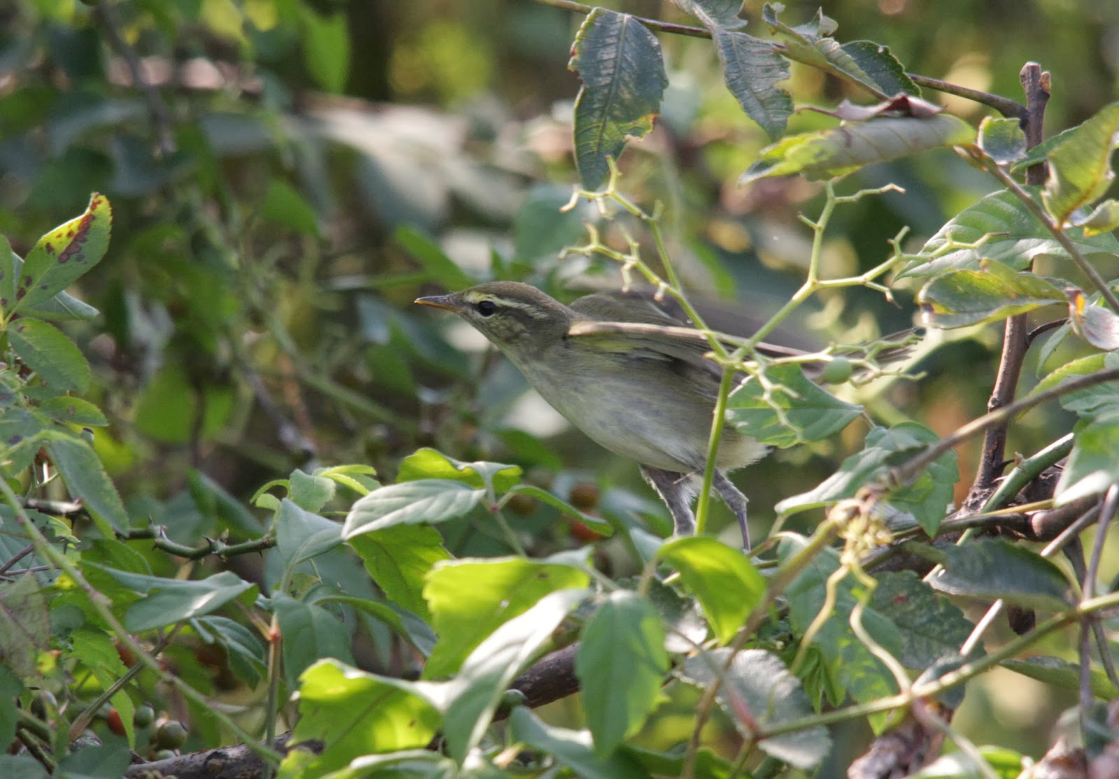 BIRDING - Kyoto, Kansai and Japan: Kamchatka Warbler?