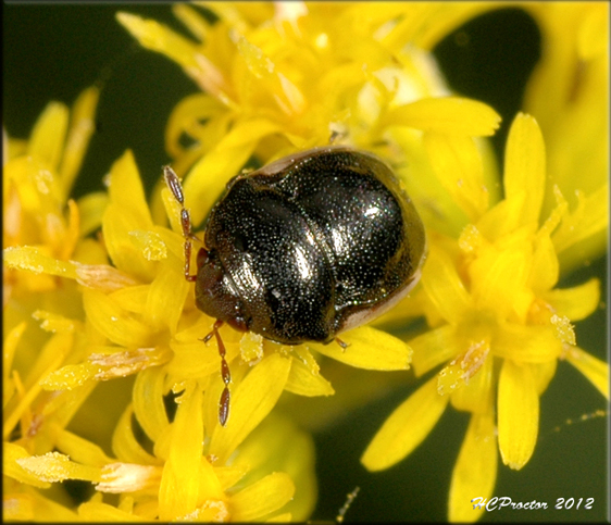 The Home Bug Garden: Friday Bug: Ebony Bug Corimelaena