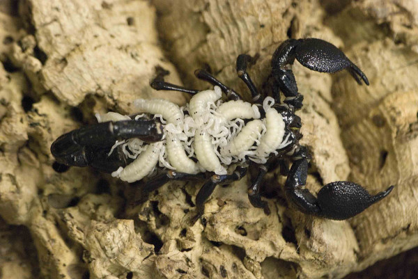 Invertebrate Diaries: Scorpion babies at Elmwood Park Zoo