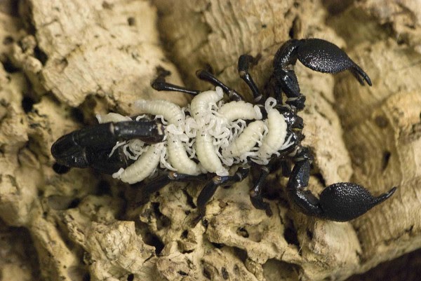 Invertebrate Diaries: Scorpion babies at Elmwood Park Zoo