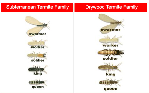 Eusociality: Social Behavior of Insects