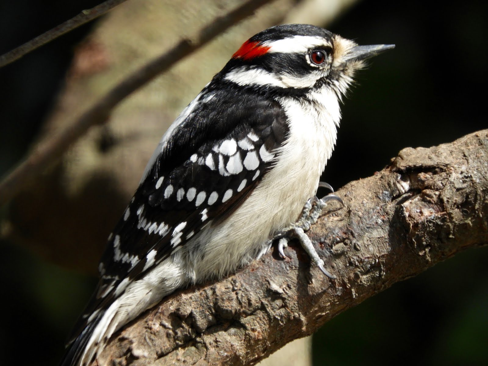 It's All About Purple: The Male Downy Woodpecker