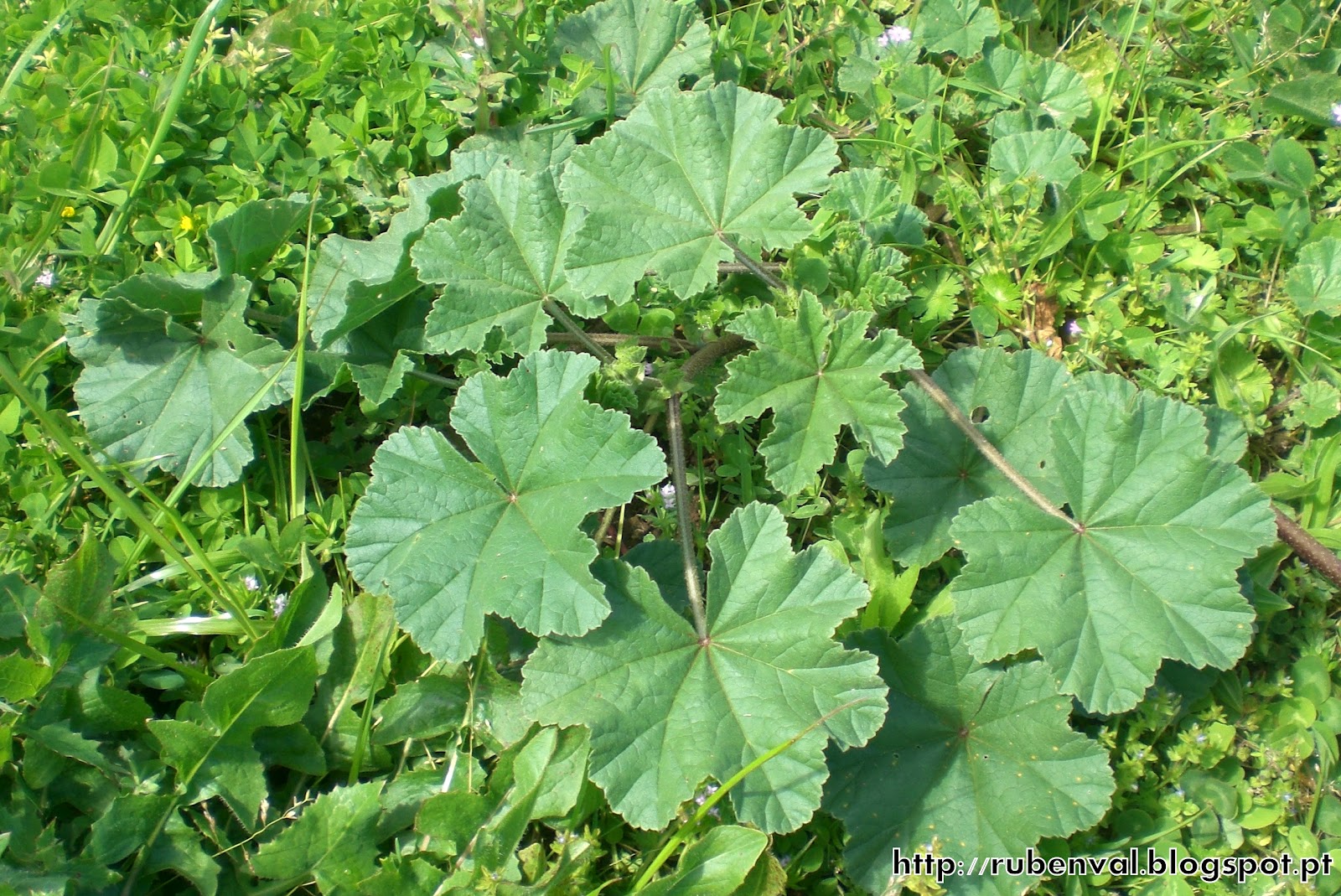 Sem P...oucas vegonhas!: Malvas e Marrolho...