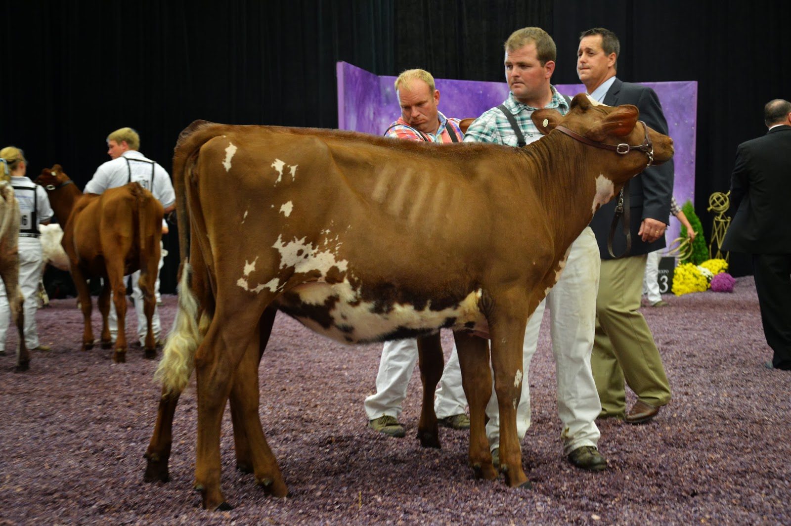 NEWS: International Milking Shorthorn Show- Heifers