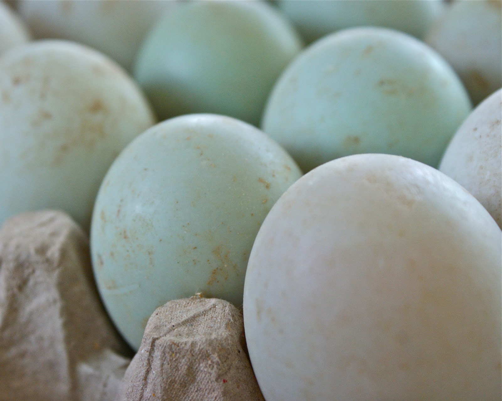 Gastronaut: Salted Eggs – Do It At Home!