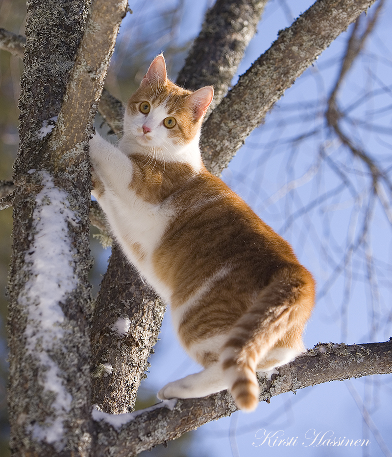 Maatiaismuori: Maatiaiskissan kasvatus on vaikeaa ja ristiriitaista