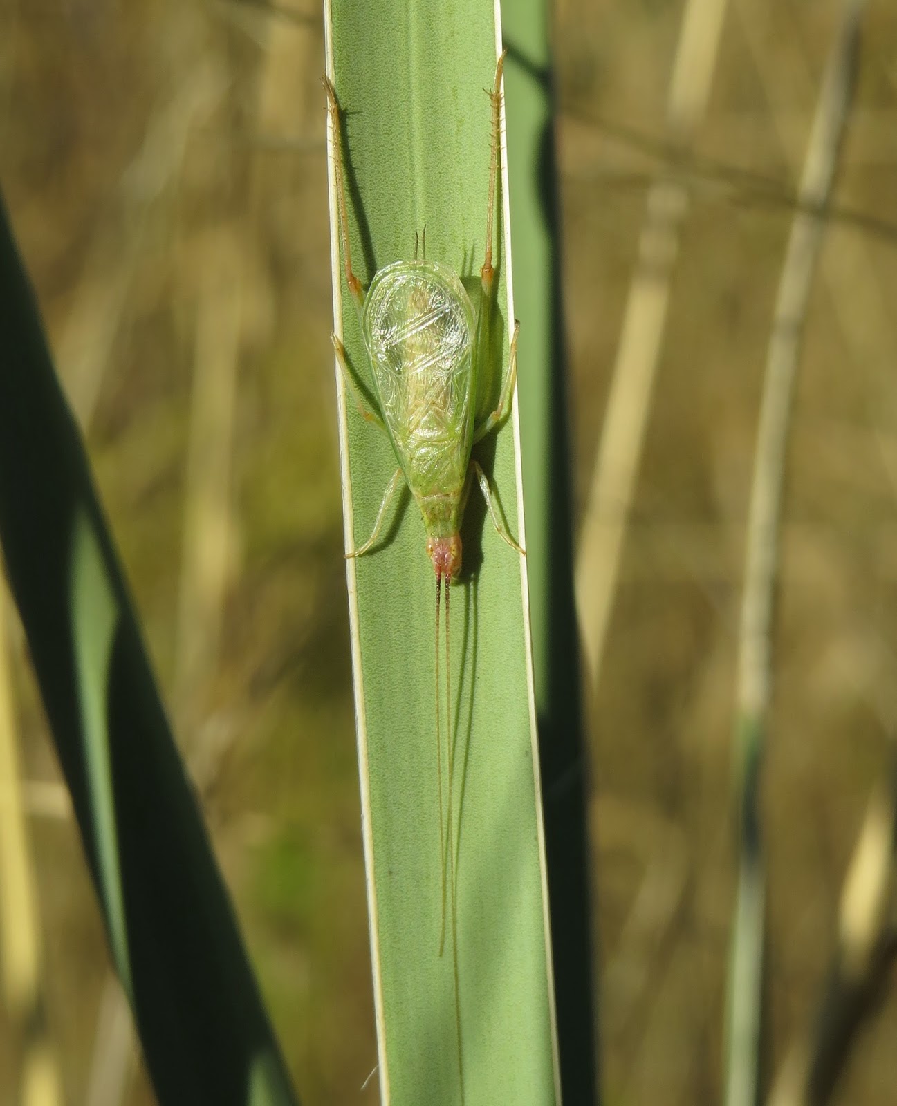 Bug Eric: Tree Cricket Courtship