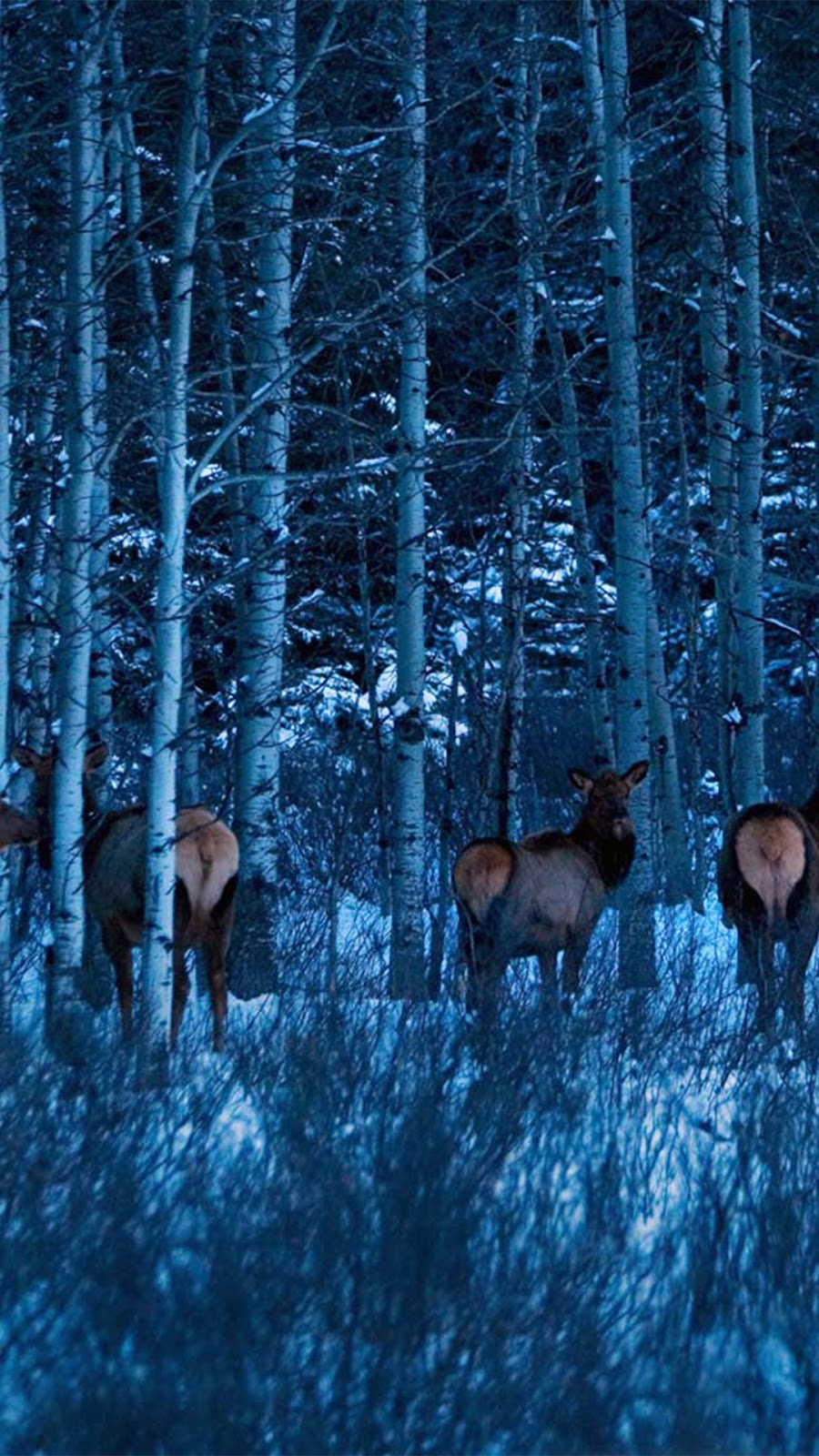 Fondo android pack 195