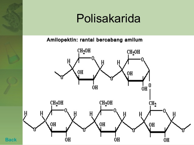 Pengertian Polisakarida | Pengertian ILMU