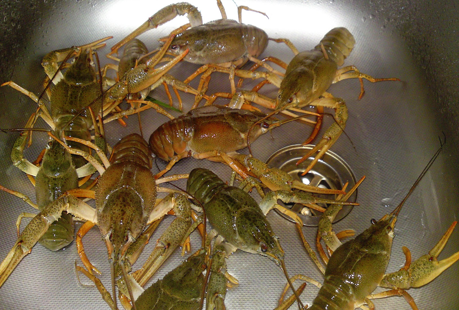 Aici, doar gustul conteaza.....: SALATA DE RACI (CU CIUPERCI)