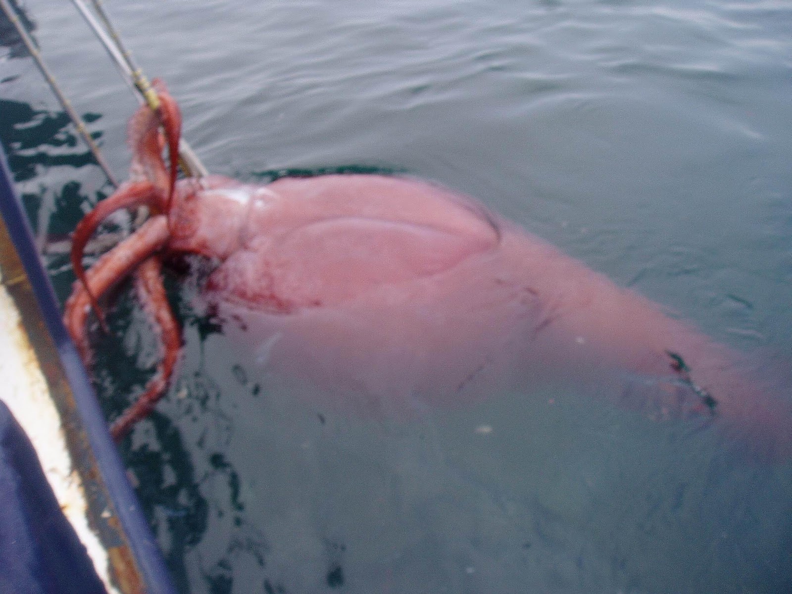 Biological-Freak: 大王魷魚(THE GIANT SQUID)及大王酸漿魷魚(THE COLOSSAL SQUID) 2012 ...