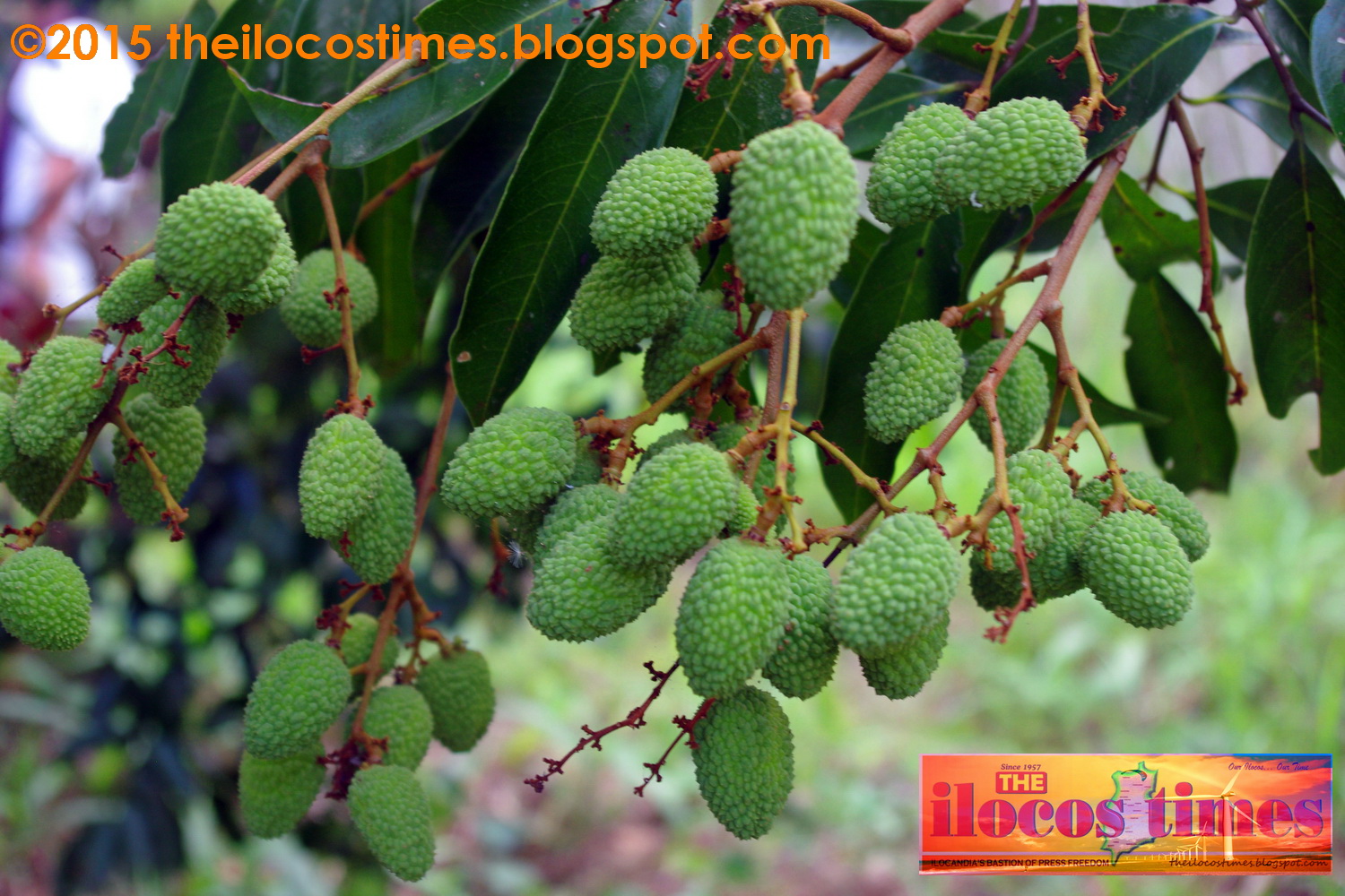 The Ilocos Times: Adams poised to become ‘fruit bowl’ of Ilocos Norte