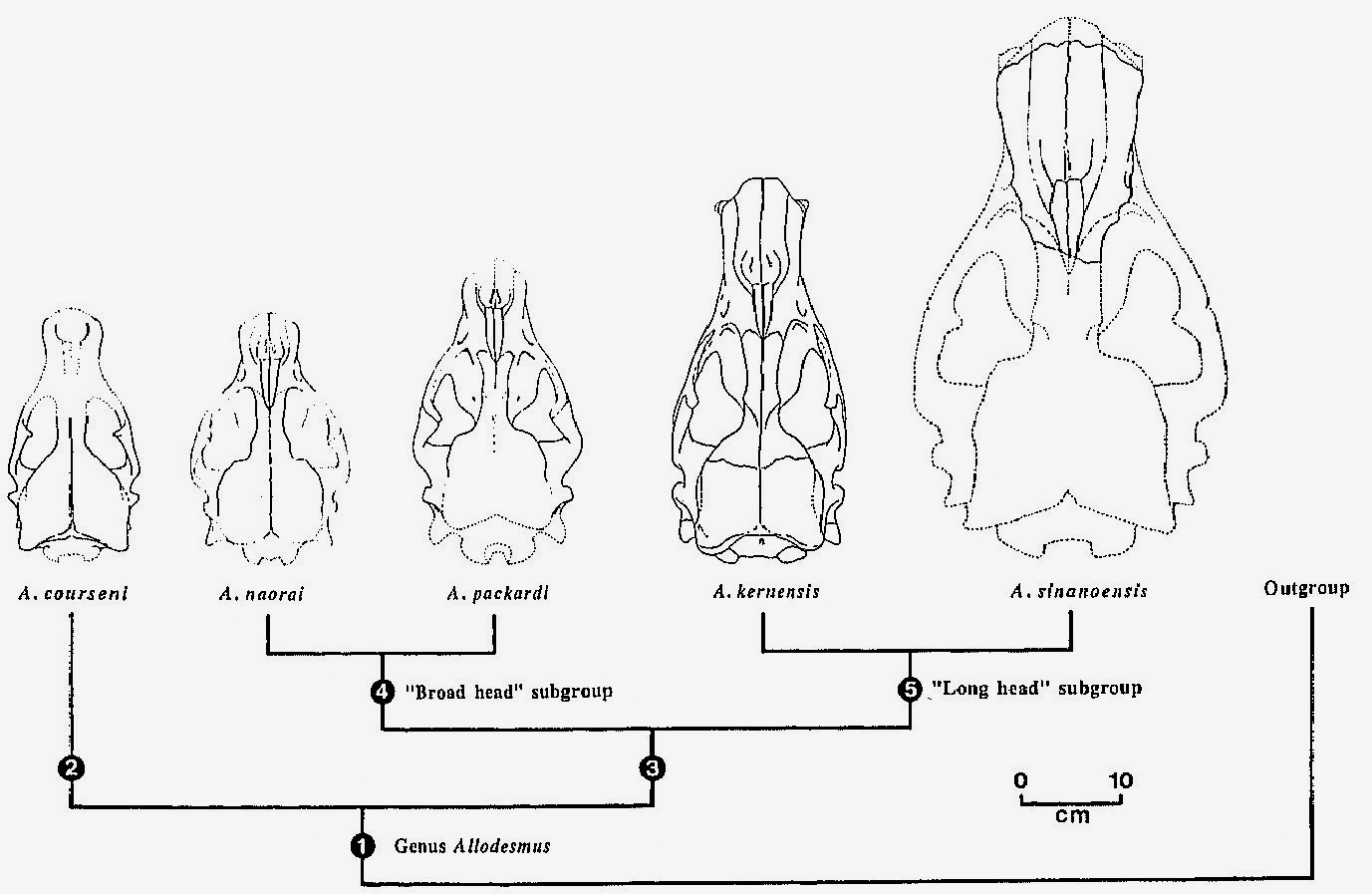 The Coastal Paleontologist: The best known fossil pinniped, part 1: a ...