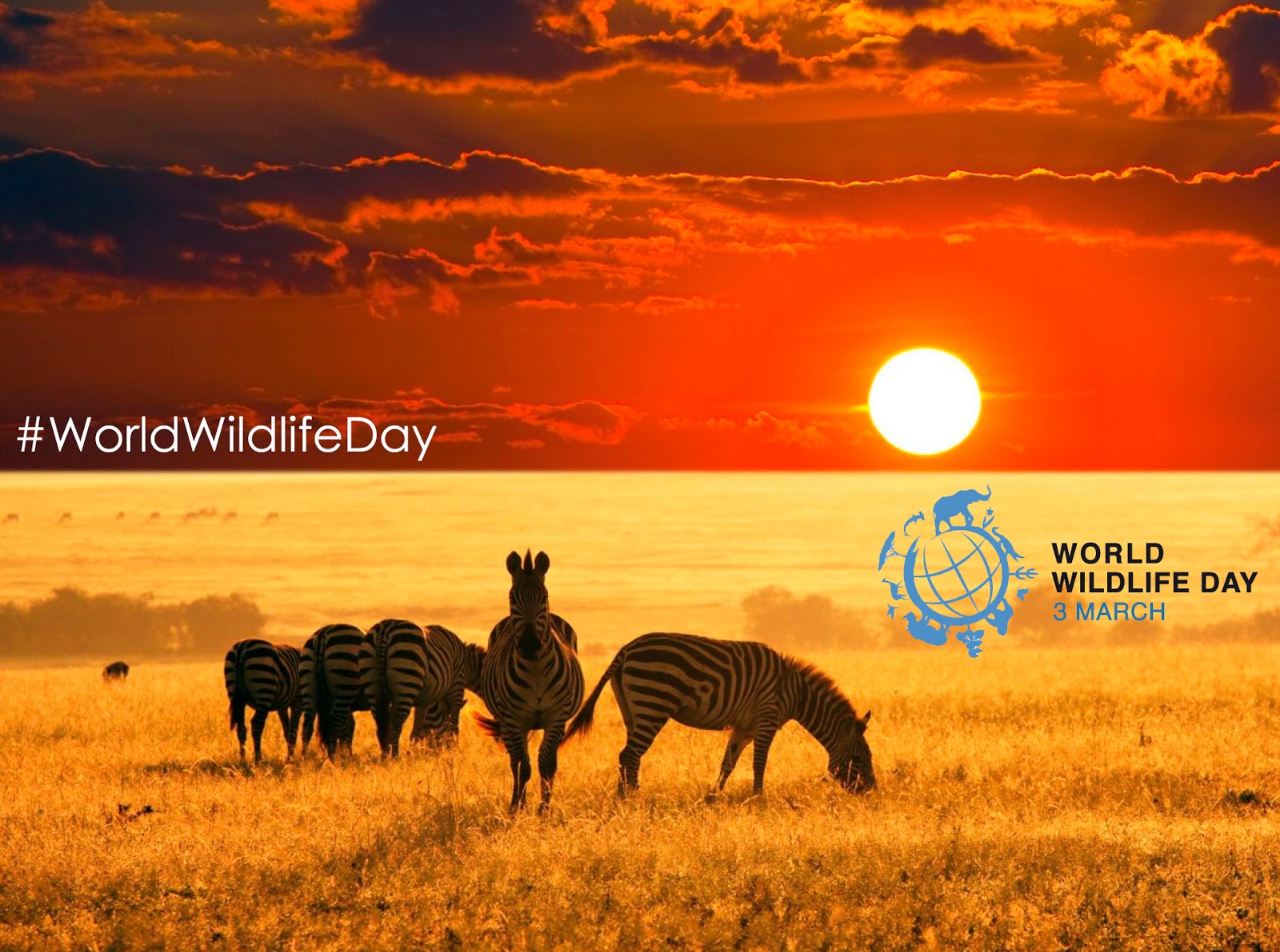 BIODIVERSIDAD: Causas indirectas de la Extinción