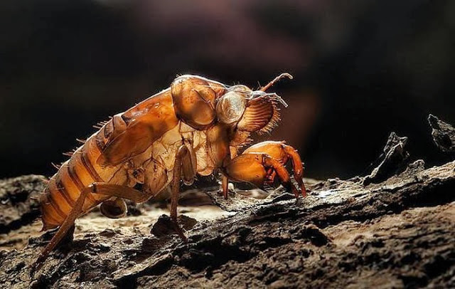 45 Fotos de insectos en HD - Funeek ~ Aquí te enterarás de cosas que ni ...