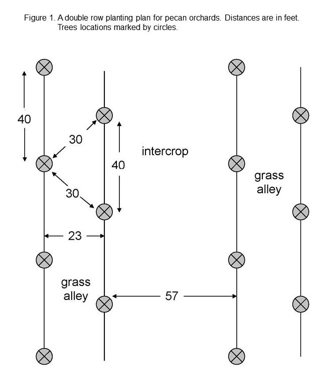 Northern Pecans: Double-row intercrop system: Pecans and soybeans.