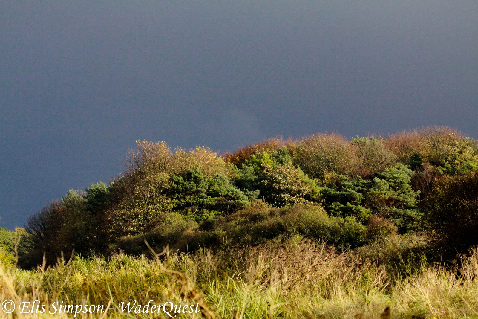 Rick Simpson Birding: Norfolk