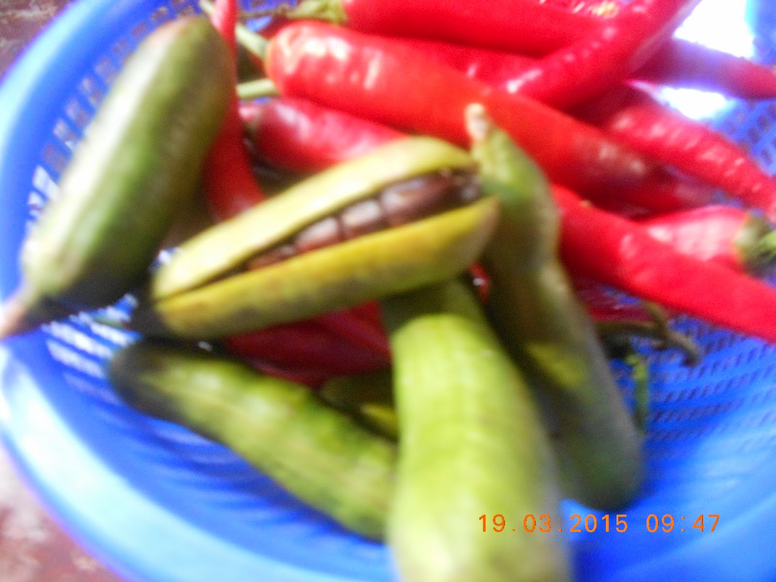 namakucella: BUAH KERDAS a.k.a BUAH GENUAK..