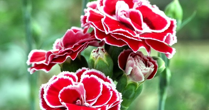 Koleksi Tanaman Hias: Warna-Warni Bunga Anyelir (Dianthus caryophyllus)