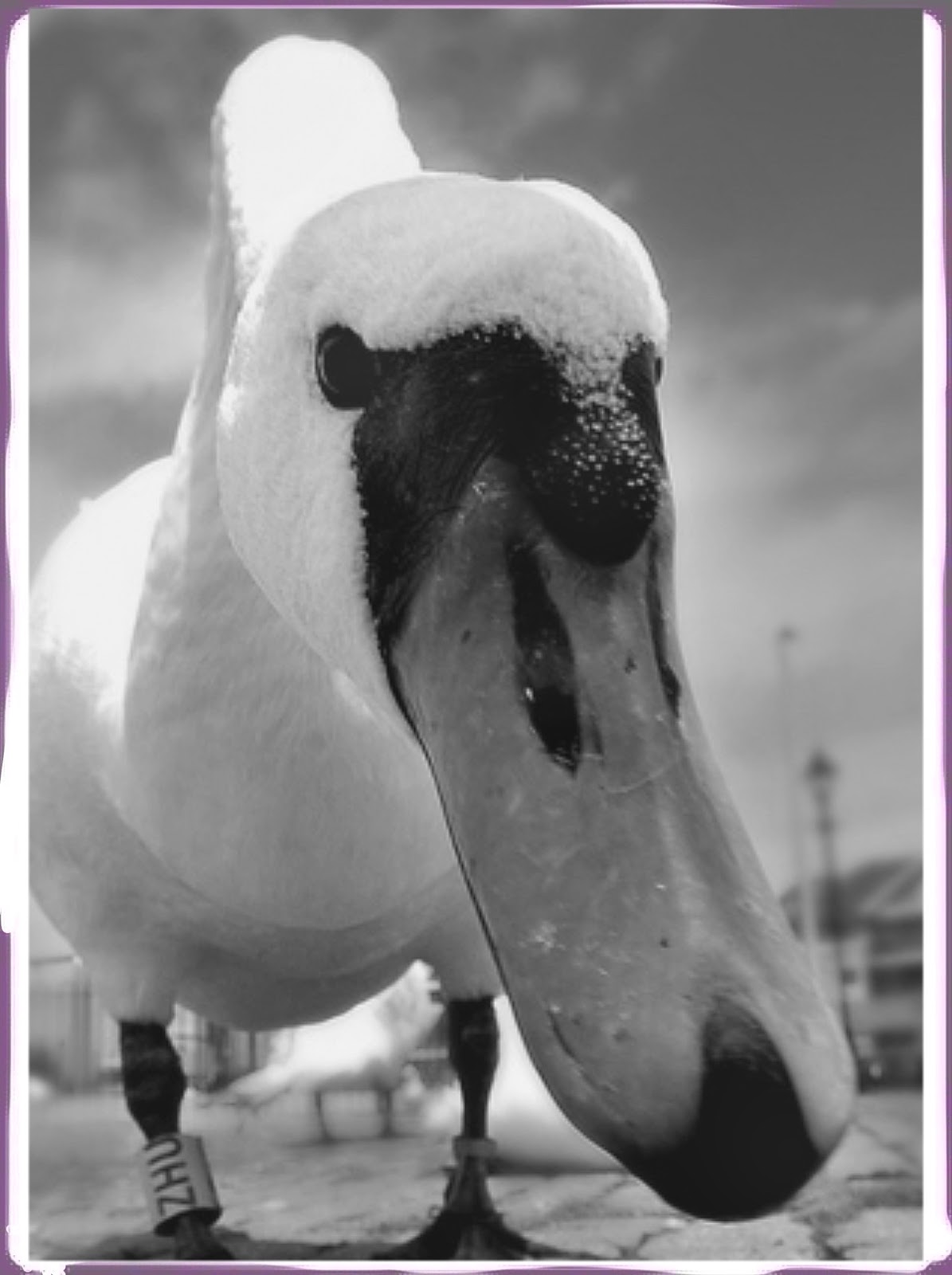 One Point Perspective - Charcoal Distorted Animals.