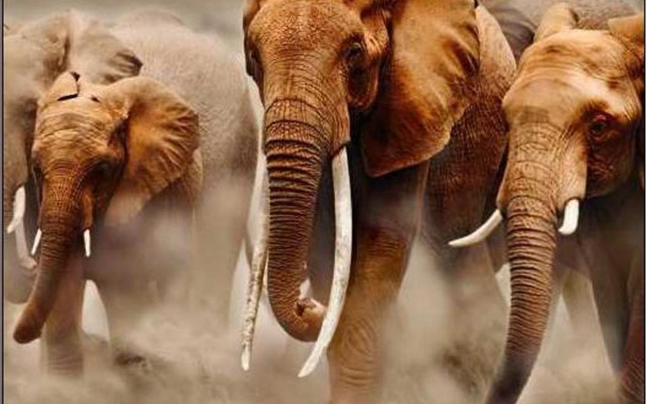 Elephants ~ Life Amazing