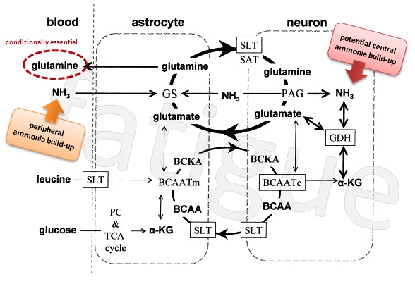 Chronic High Dose BCAA Supplementation Reduces Endurance Performance by ...