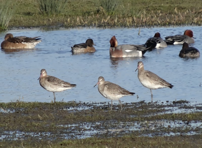 MERSEA WILDLIFE: FIRST ADDER OF THE SPRING