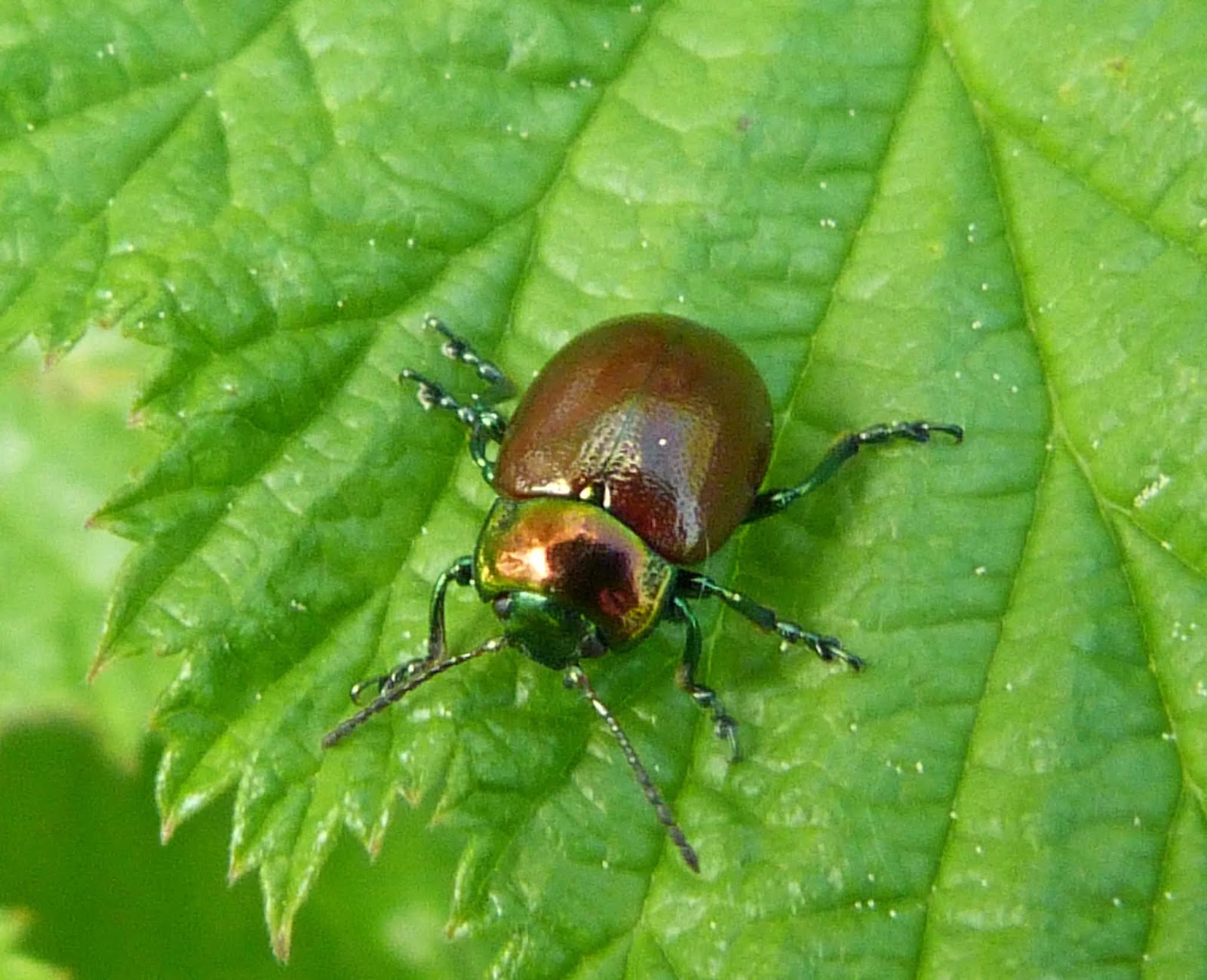 Insects of Scotland: Other Beetles