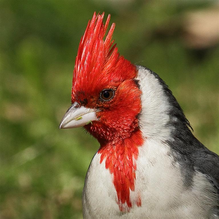 mis fotos de aves: 09/02/11