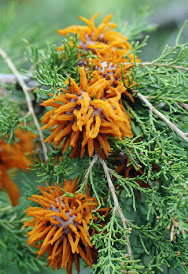 Explore Missouri: Cedar-Apple Rust Galls