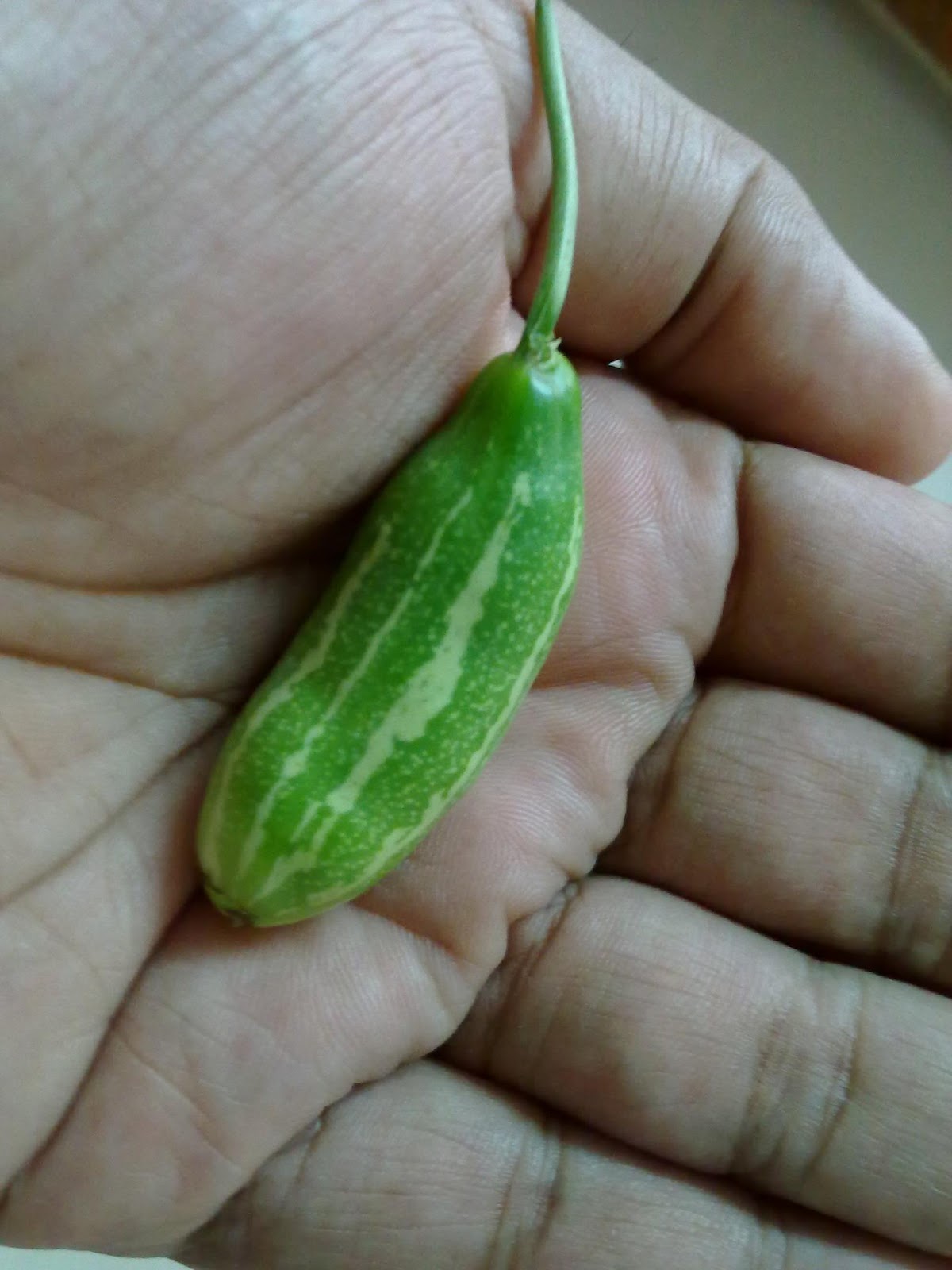 Pieces of Lin: Gherkins!