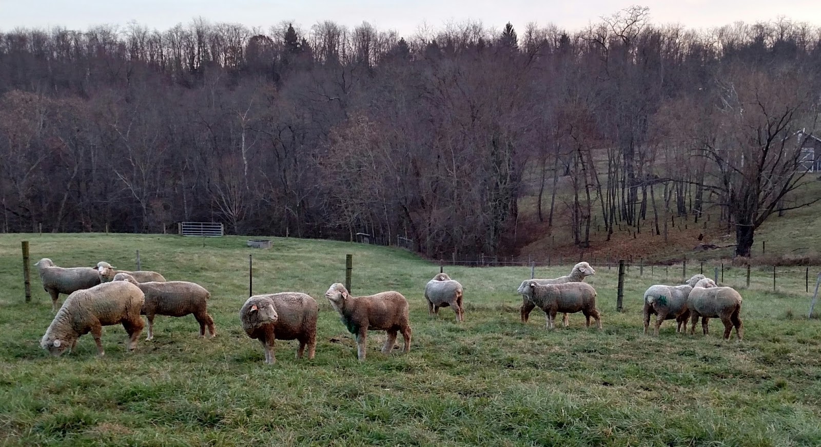 Wild Rose Farm: Come See Us This Weekend!