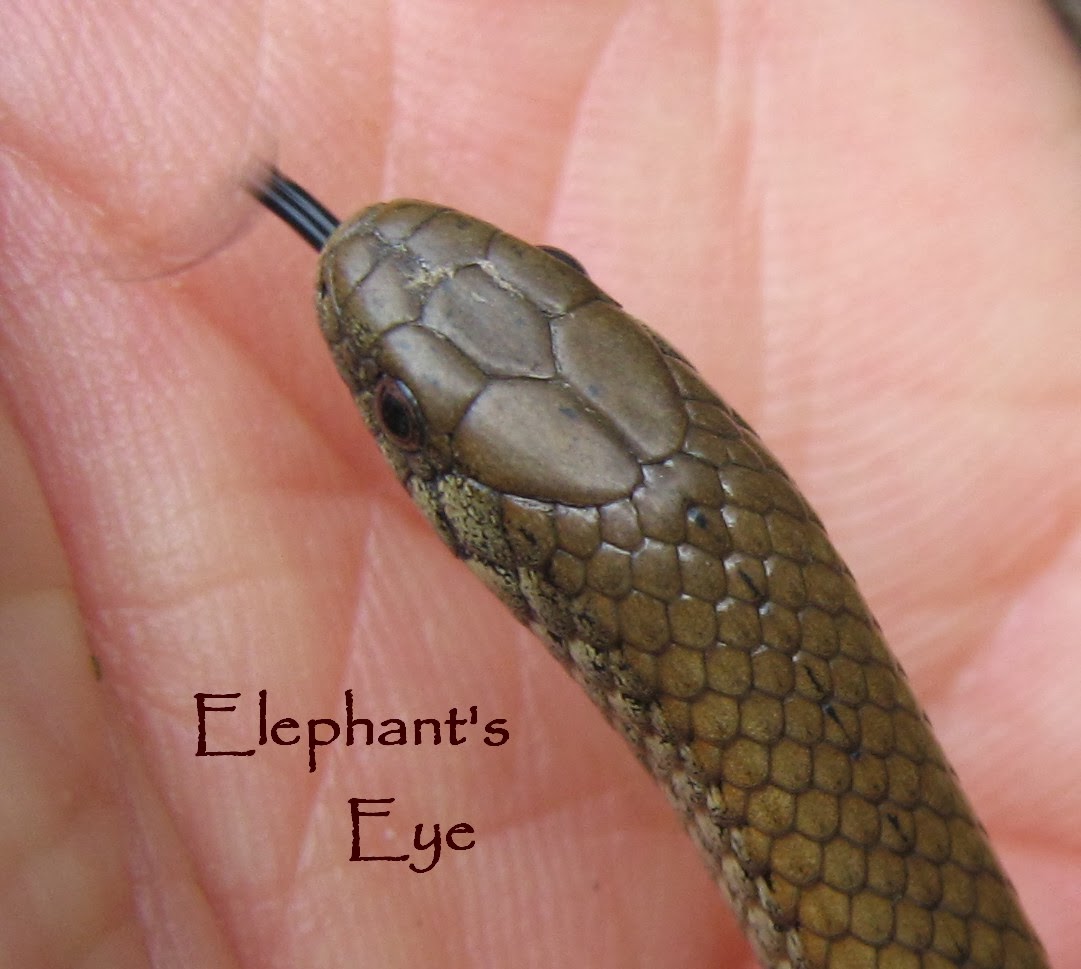Elephant's Eye: Tabakrolletjie snake