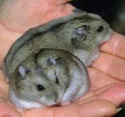 Hamsterul Tau::::::::::.............................