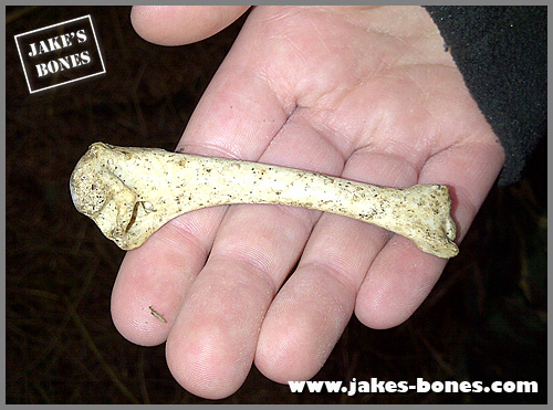 "I've found a bone...but what is it ?" : Jake's Bones