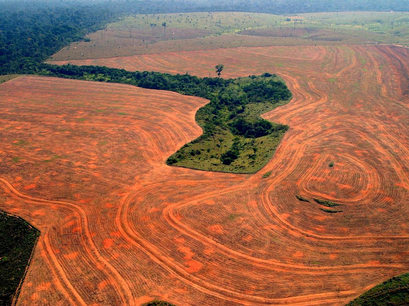 Forest Dweller: Deforestation - A Key to A Global Wipe Out?
