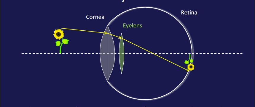 How Does the Human Eye Work | All About the eyes. - Medical School ...