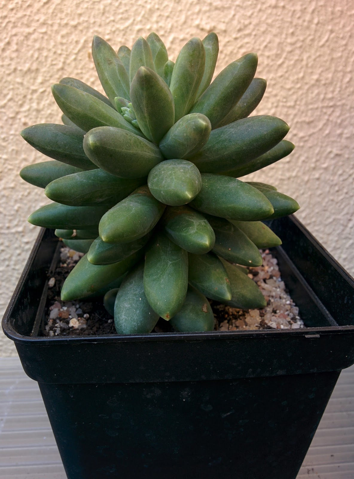 Pachyphitum compactum : Cactus y Suculentas de Amanecer