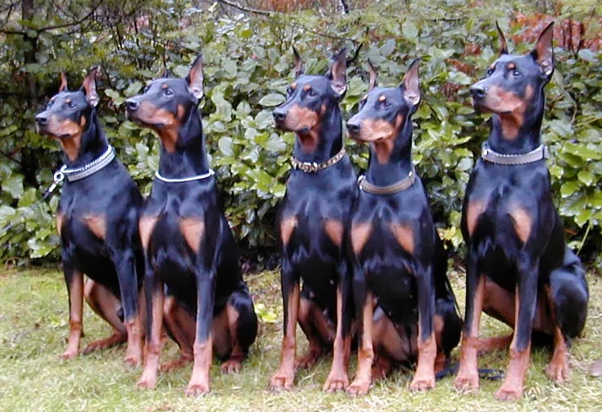Doberman Pinscher Dogs - Pets