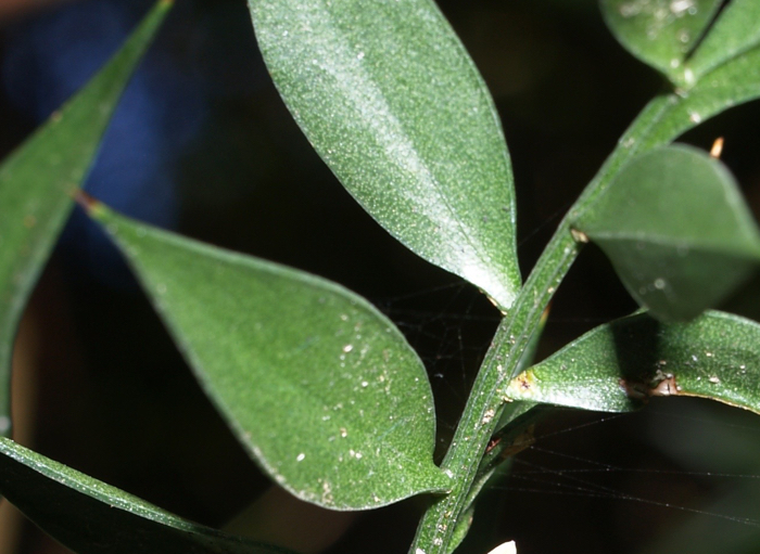 EL RUSCO (Ruscus aculeatus) Características, cuidados y cosas curiosas.